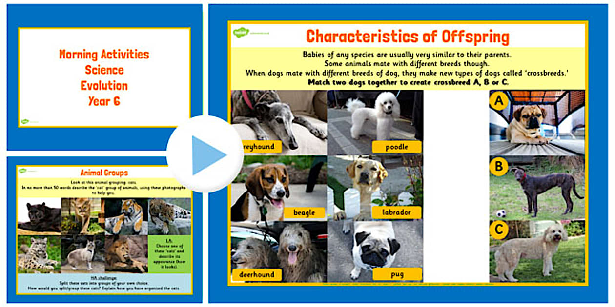 Year 6 Early Morning Science Activities Evolution - ks2 science