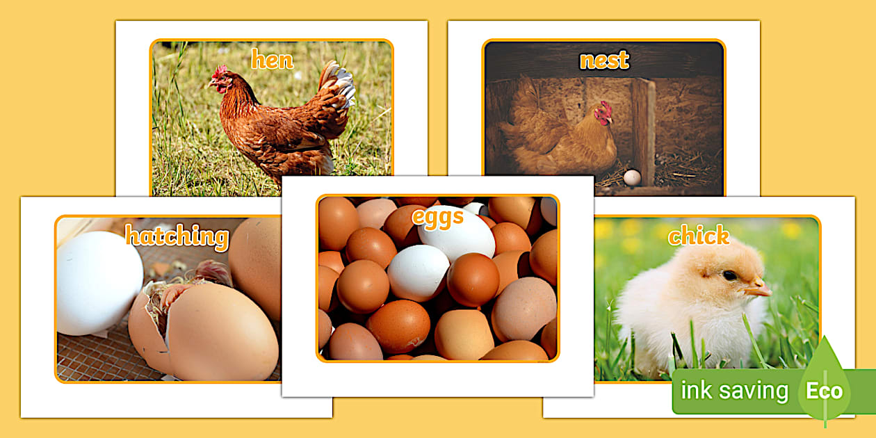 Life Cycle of a Hen Display Photos (teacher made) - Twinkl