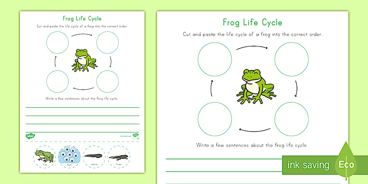 Life Cycle of a Frog Worksheet for Kids in K-2 Science