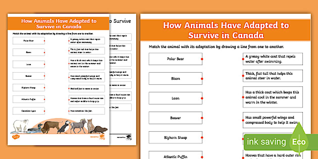 Adaptations of Animals to survive in Canada Activity French