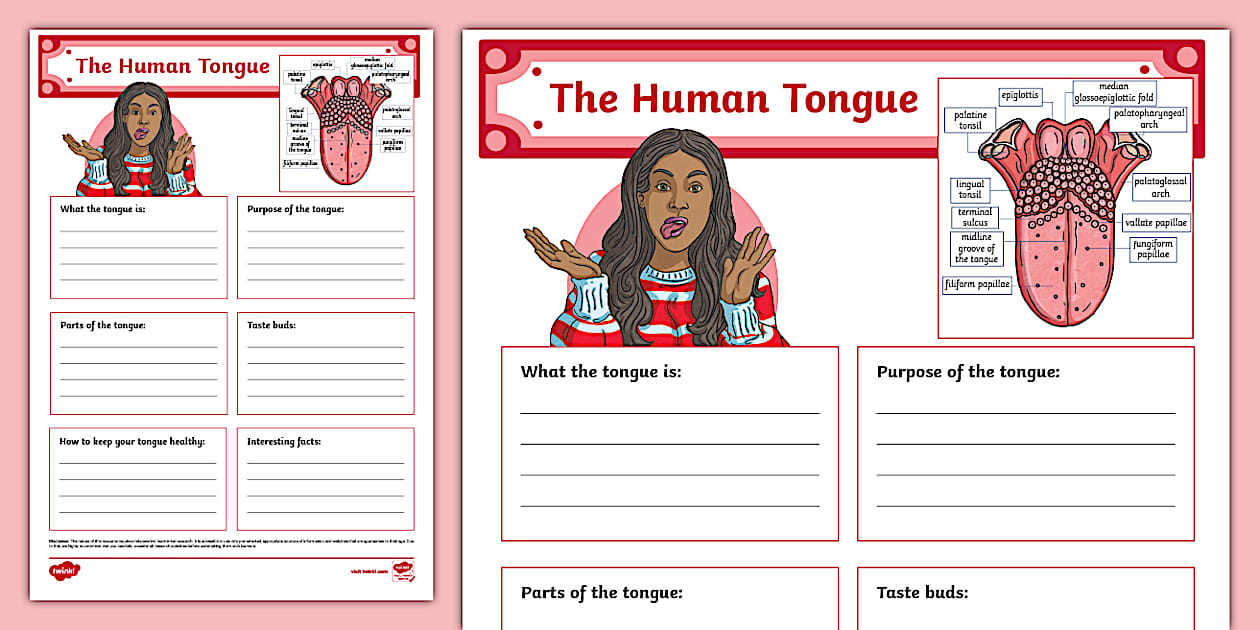 Human Tongue Fact File Template (teacher made) - Twinkl