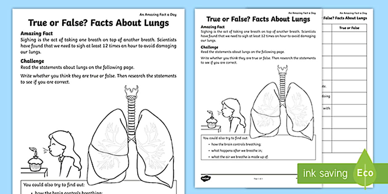 What do the lungs do? – Lung Facts Worksheet - Twinkl