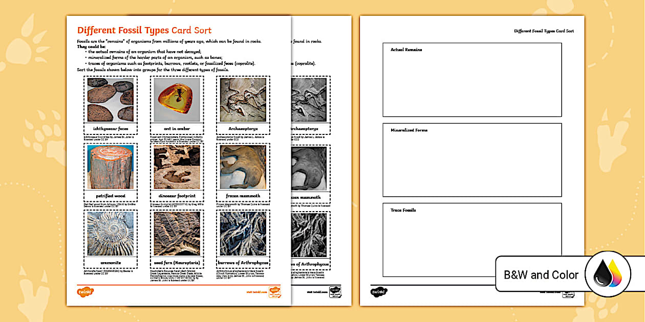 Printable Fossil Activity for 3rd Grade | Twinkl USA
