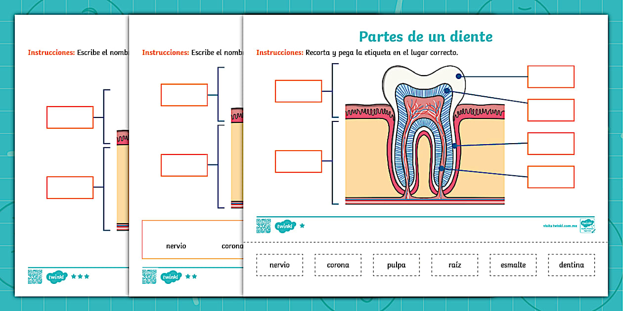 Partes del diente - hoja de actividad (teacher made)