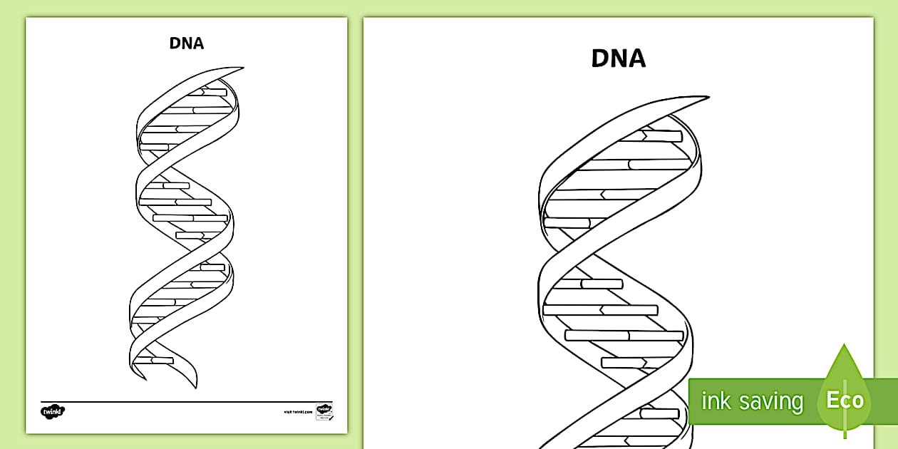 DNA Structure Coloring Worksheet (teacher made) - Twinkl