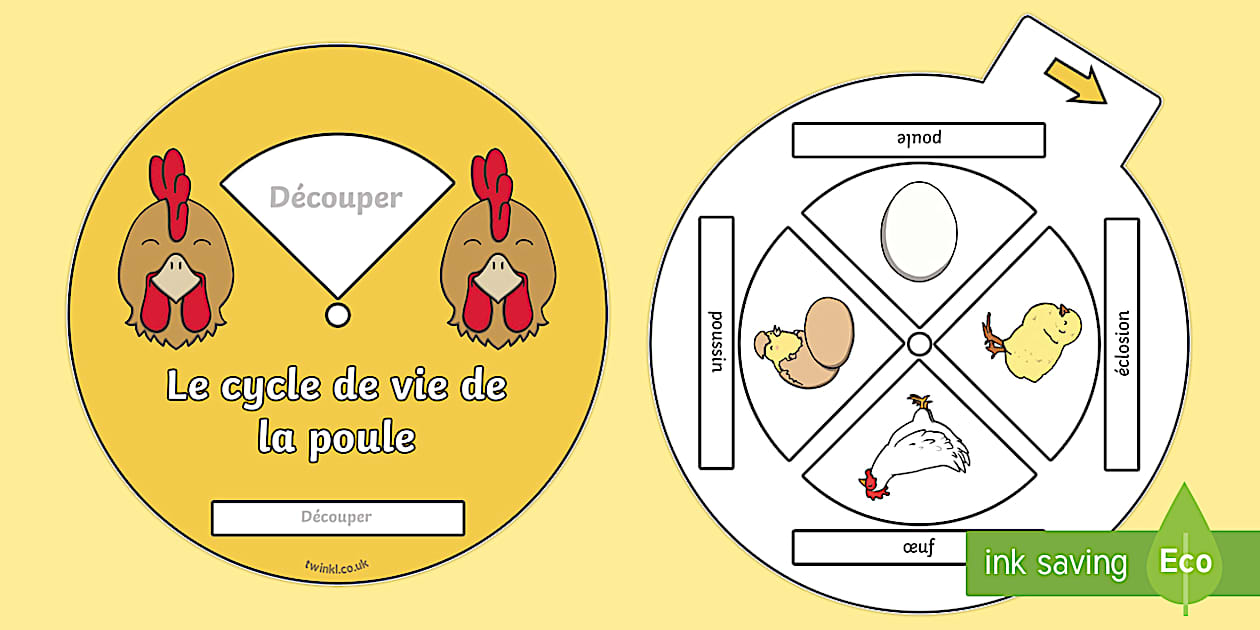 Roue : Le cycle de vie de la poule (teacher made) - Twinkl