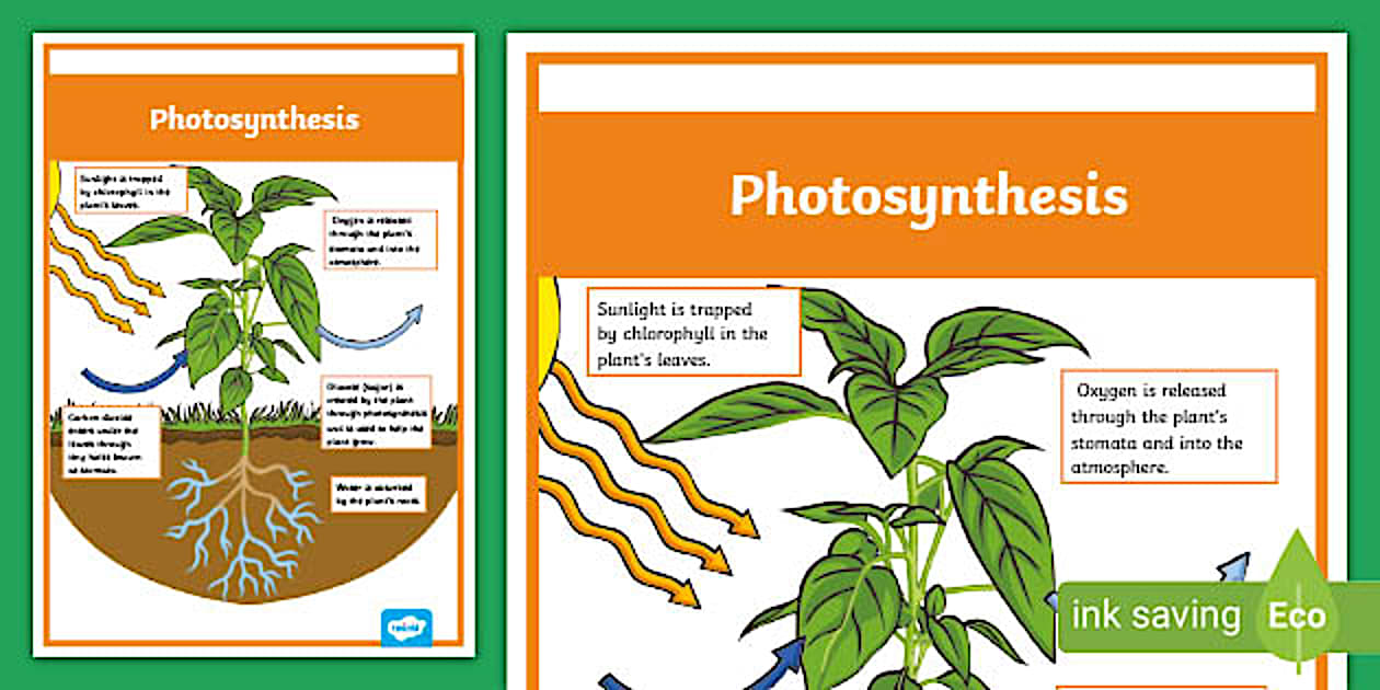Photosynthesis Poster - Year 4 Science - Twinkl