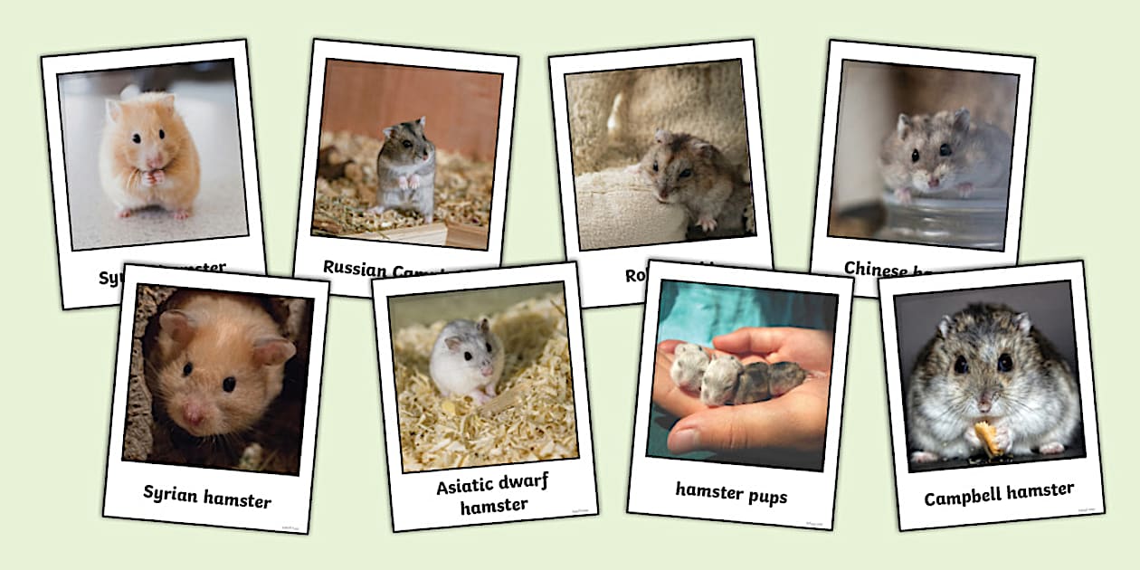Hamsters Instant Photo Style Display Images (teacher made)