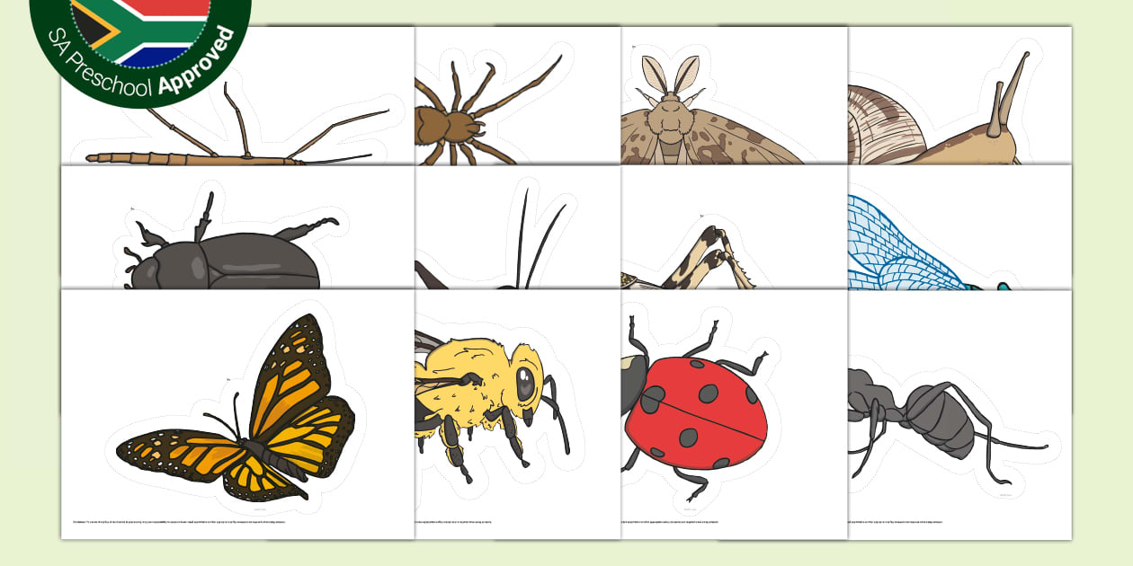 Insect-Themed Cut-Outs - Twinkl