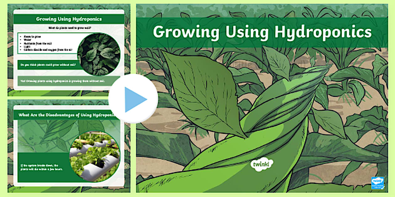 KS2 Growing Using Hydroponics PowerPoint - Twinkl