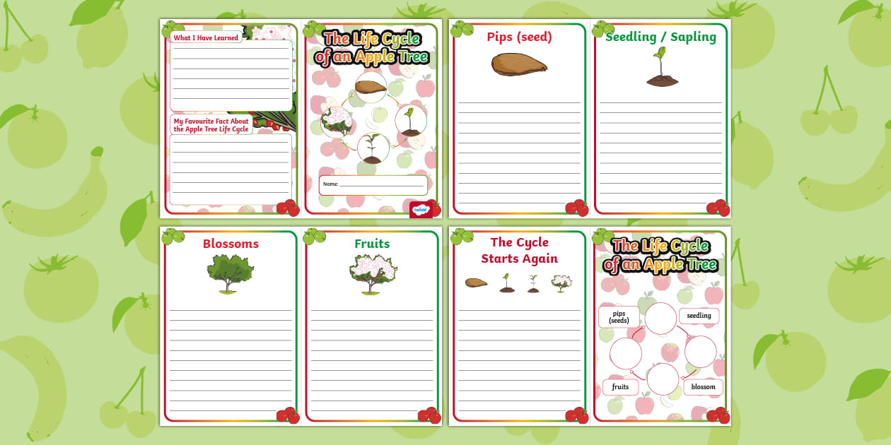 Apple Tree Life Cycle Workbook (teacher made) - Twinkl