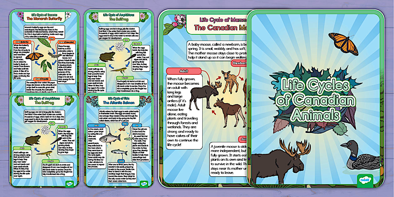 Life Cycles of Canadian Animals Display Posters - Twinkl