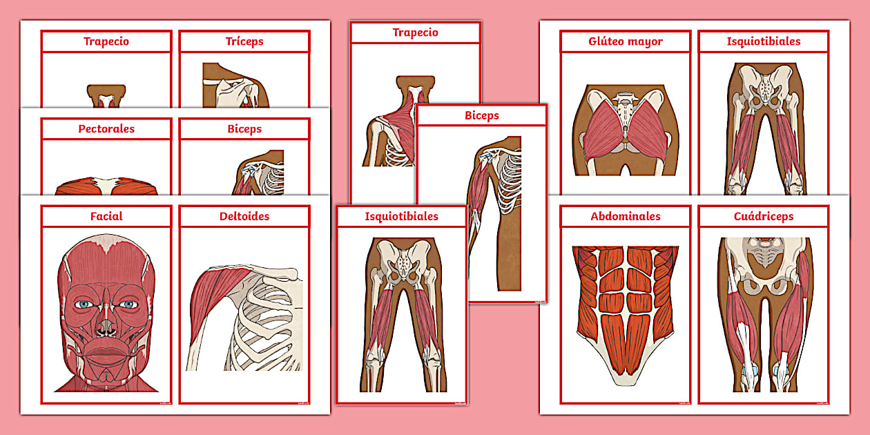 Tarjetas: Tipos de músculos | Recursos Educativos Twinkl