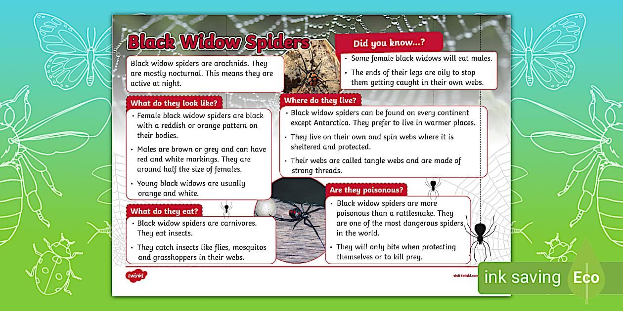KS1 Black Widow Spider Fact File (teacher made) - Twinkl
