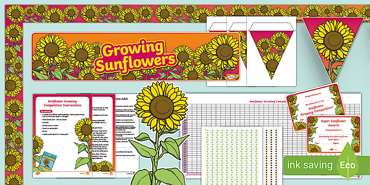 Sunflower Growing Competition Pack (teacher made) - Twinkl