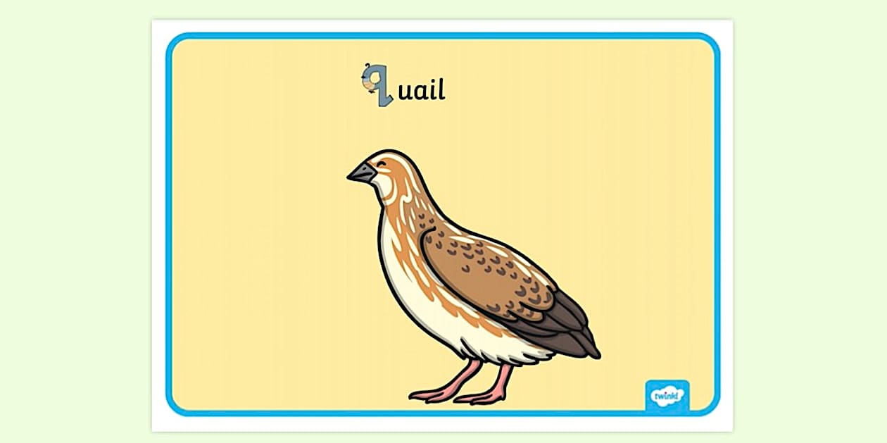 Quail Poster | Twinkl Display Resources (Teacher-Made)