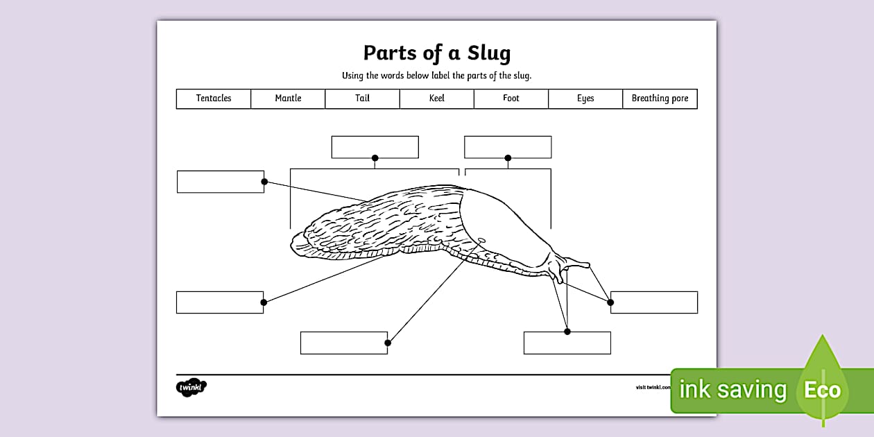 Parts of a Slug Worksheet (teacher made) - Twinkl