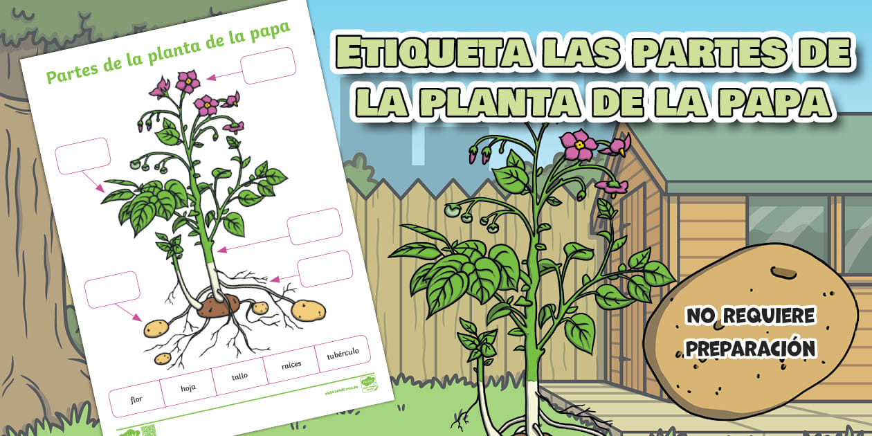 Ficha de actividad: Etiqueta las partes de la planta de la papa
