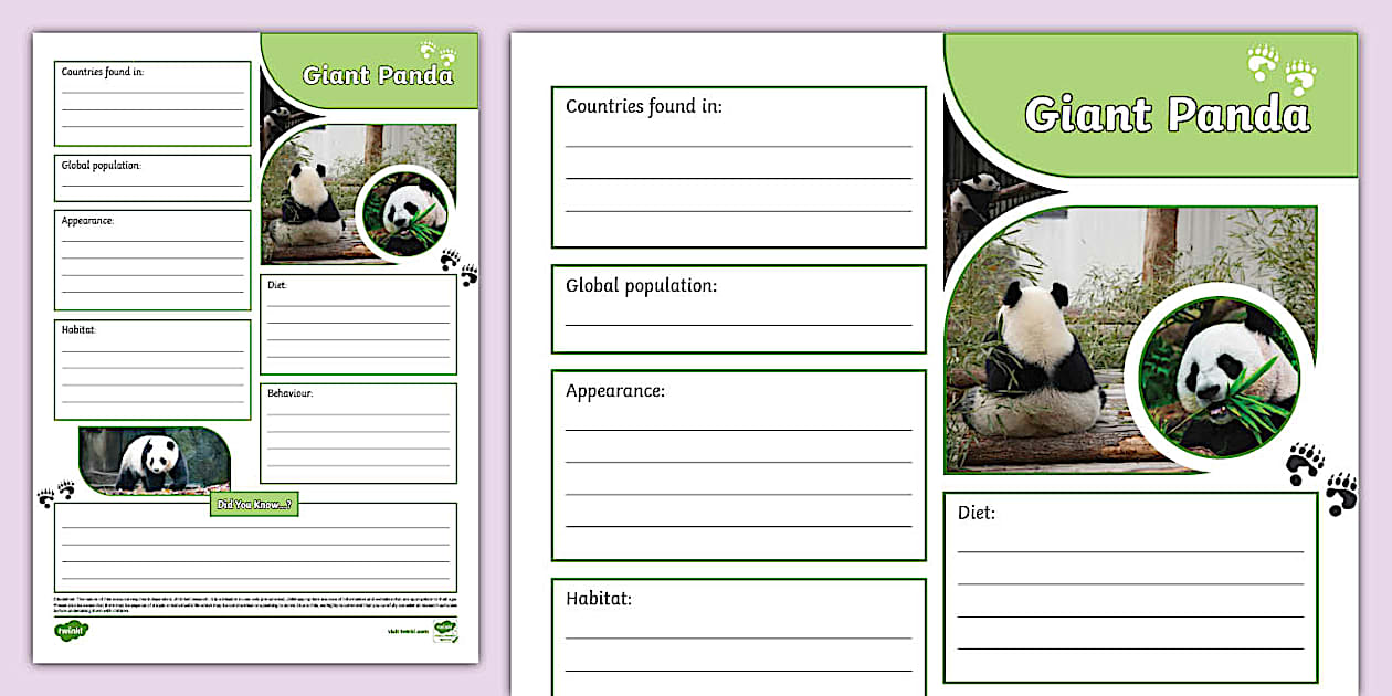 Giant Panda Fact File Template (teacher made) - Twinkl