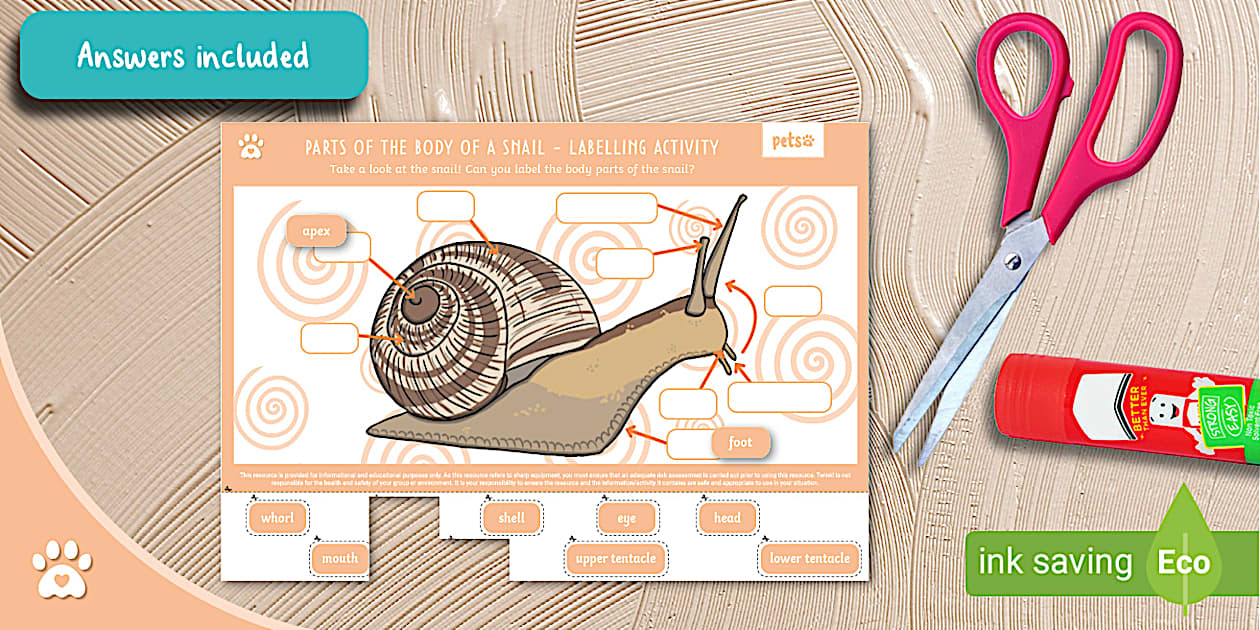 Parts of the Body of a Snail - Labelling Activity - Pets