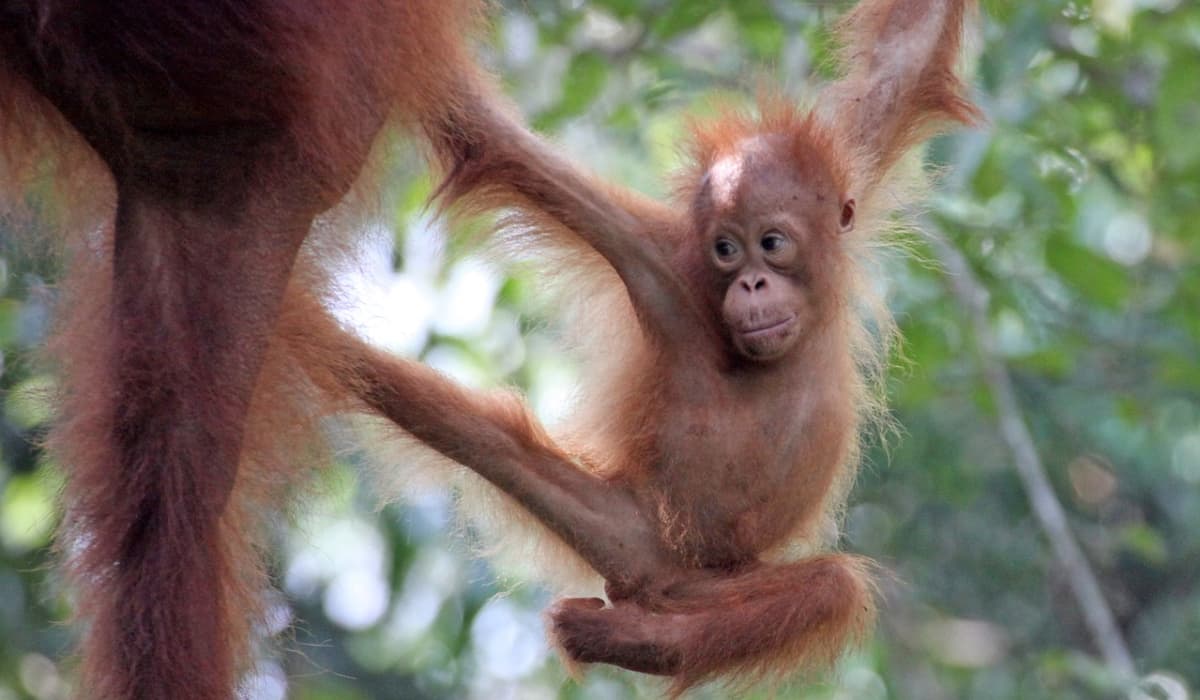 Playful Teasing Seen in Great Apes May Explain Origins of Humour - Twinkl