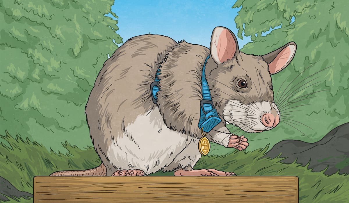 Magawa Hero Rat - Twinkl NewsRoom - Twinkl