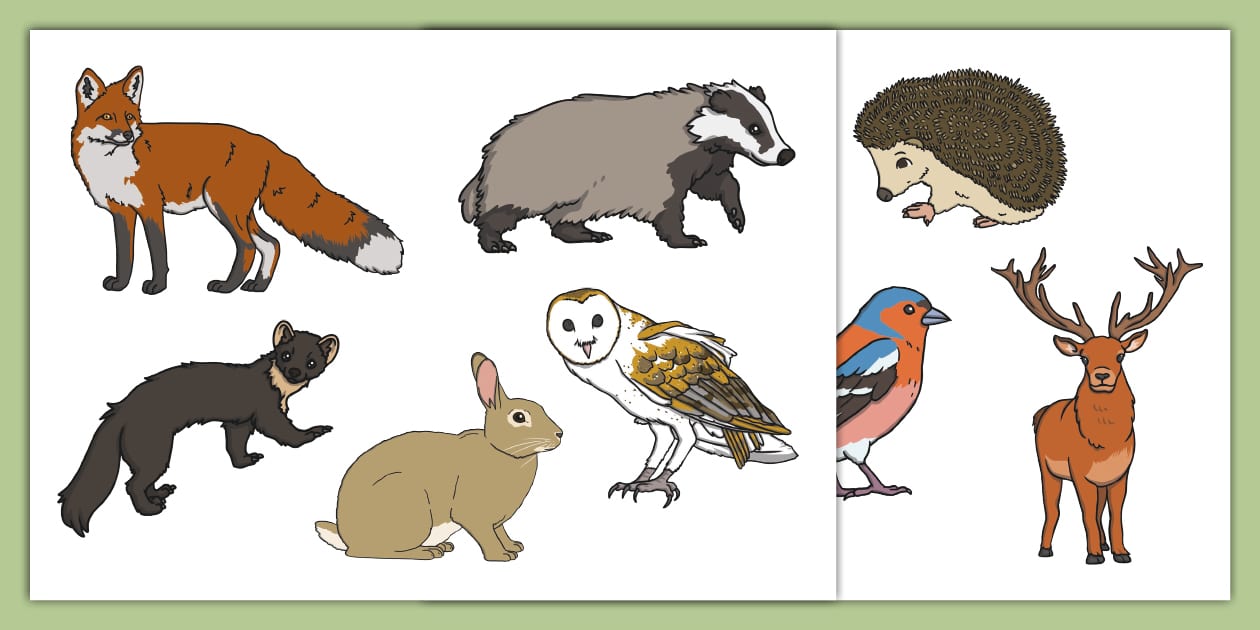 Woodland Animals in Northern Ireland Stick Puppets - Twinkl