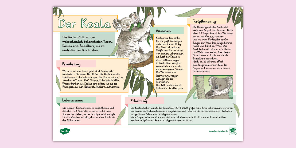 Informationsblatt über den Koala (teacher made) - Twinkl