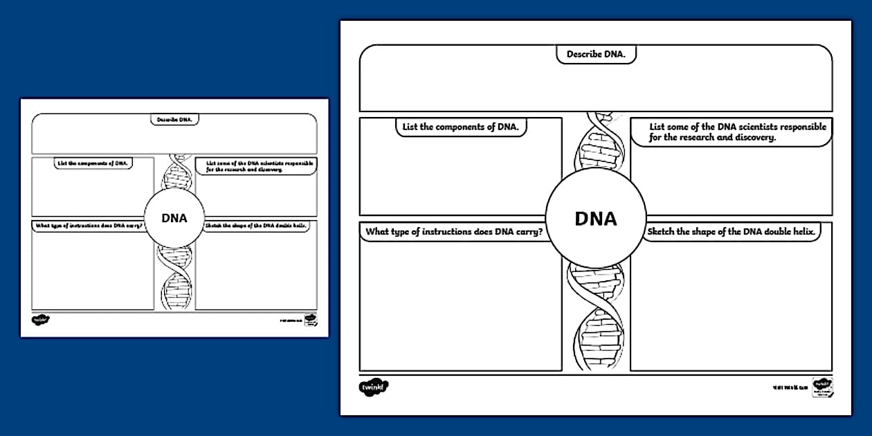 DNA Mind Map Worksheet for 6th-8th Grade (teacher made)