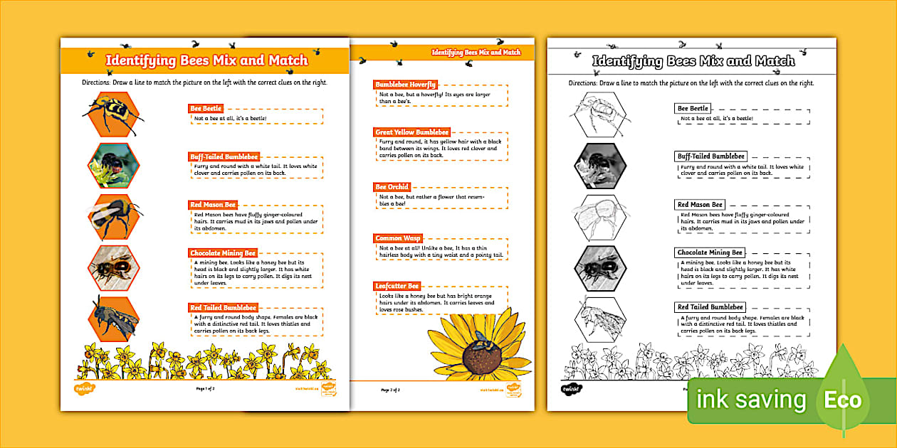 Identifying Bees Intermediate Matching Activity - Twinkl
