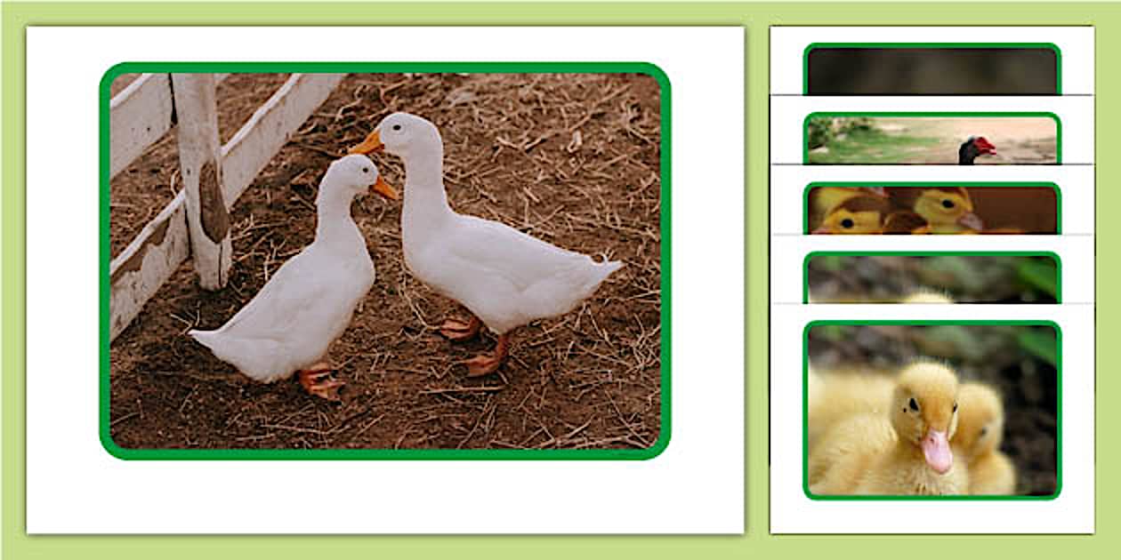 Rața – Fotografii (Hecho por educadores) - Twinkl