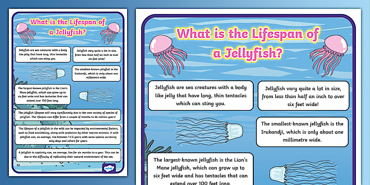 The Lifespan of a Jellyfish Display Poster (teacher made)