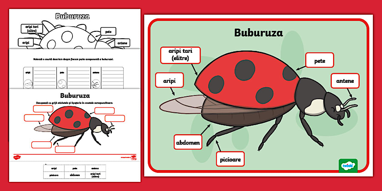 Părțile componente ale buburuzei – Pachet cu resurse
