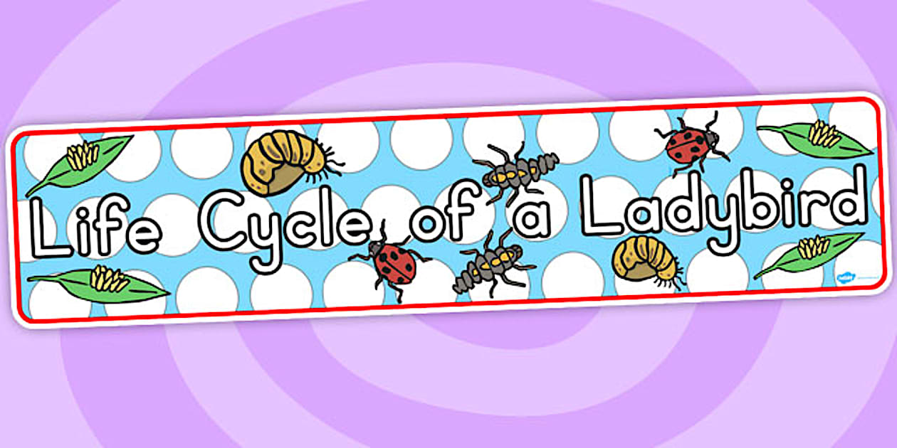 Lifecycle of a Ladybird Banner (Hecho por educadores)
