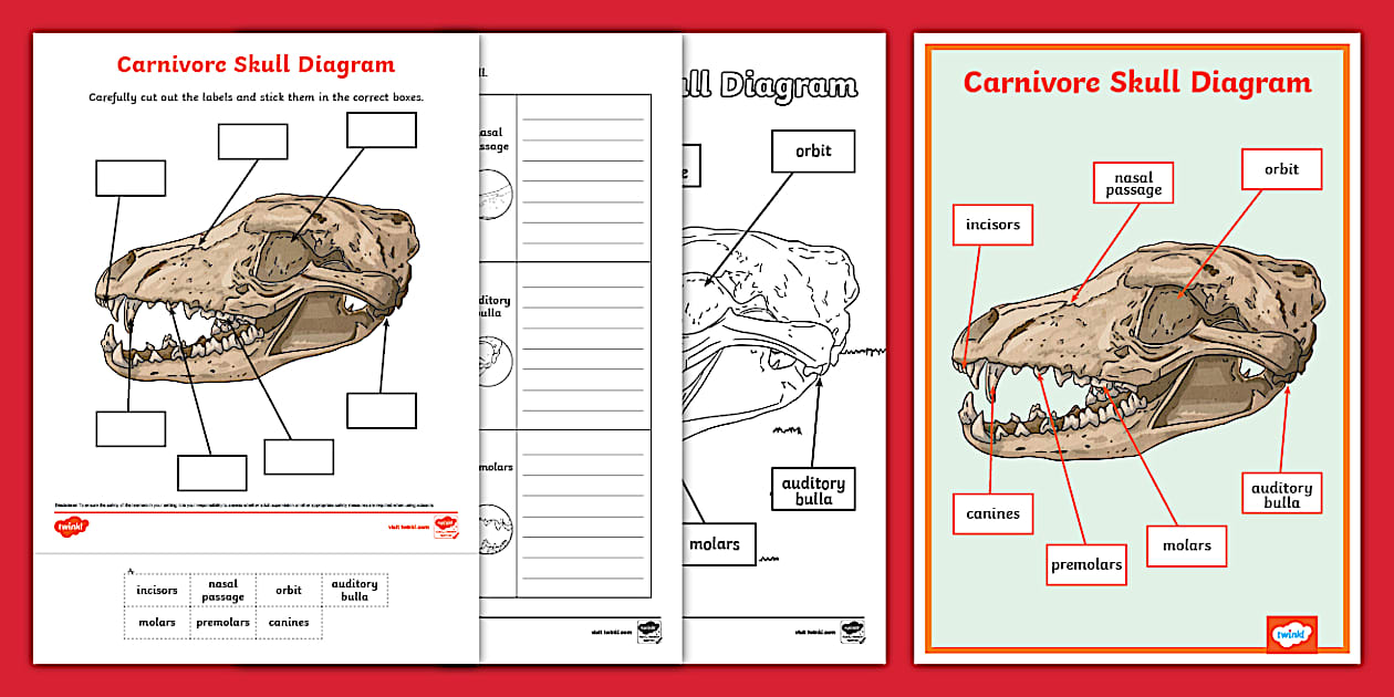 Carnivore Skull Diagram Activity Pack (Teacher-Made)