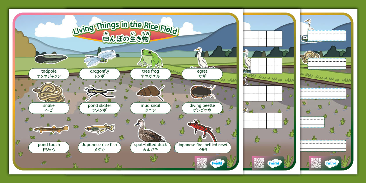 田んぼの生きもの～英語と日本語～Rice Field Minibeasts Bilingual Word Mat