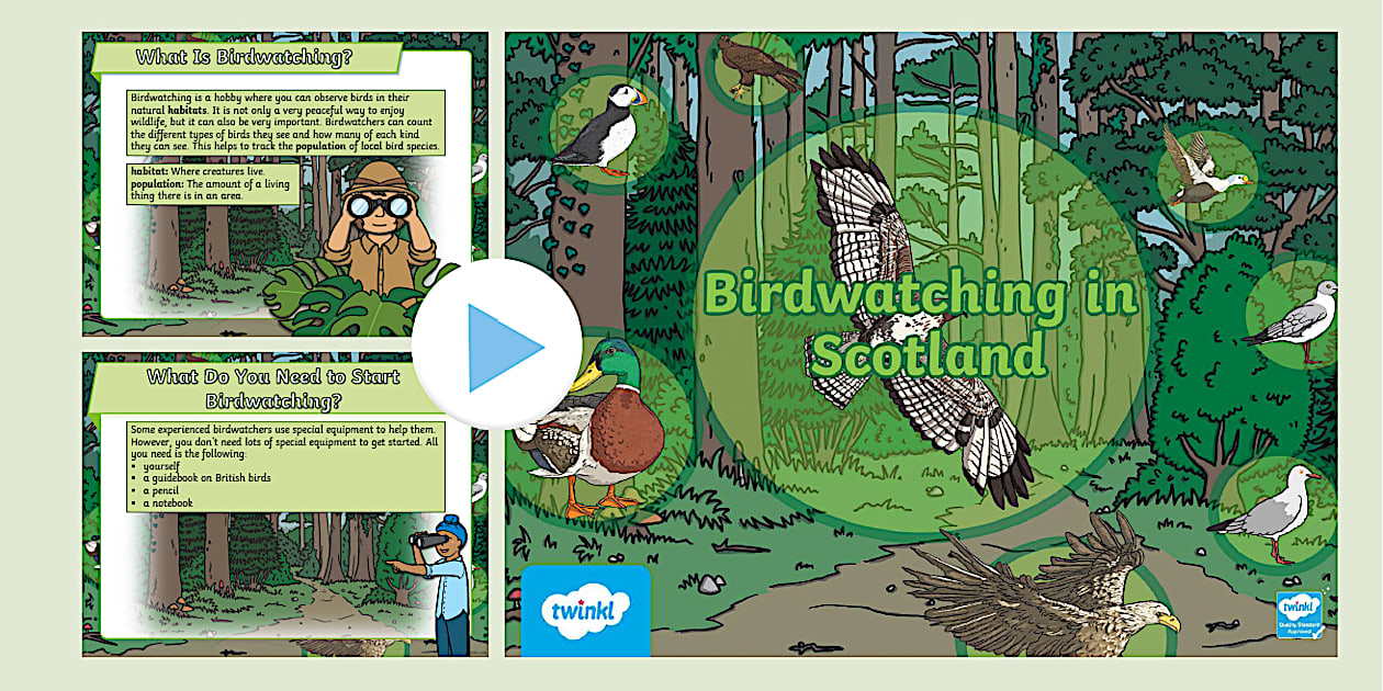 Birdwatching PowerPoint - Scotland Birdwatching - Twinkl