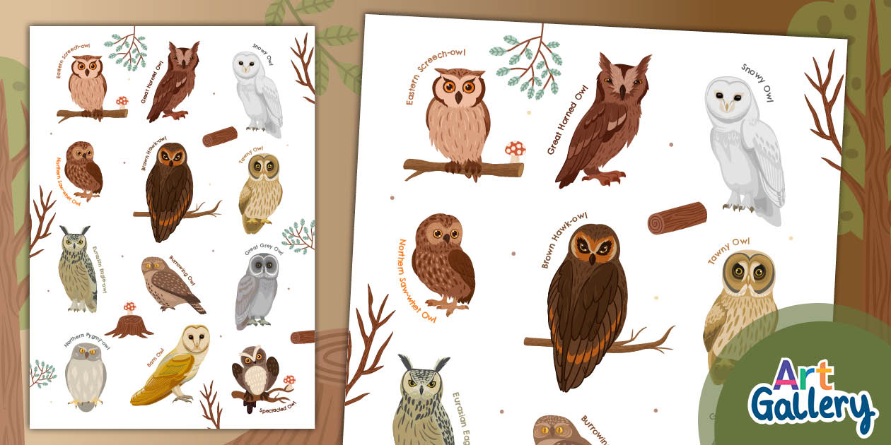 Owl Species Poster (teacher made) - Twinkl