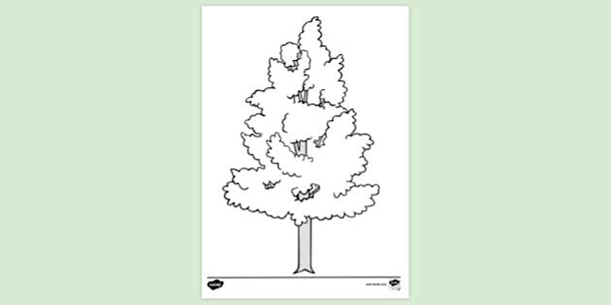 Aspen Tree Colouring Sheet | EYFS & KS1 Colouring Pages