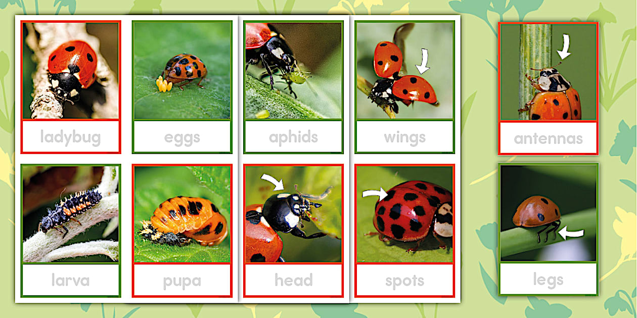 Early Childhood Ladybug Life Cycle Tracing Photo Word Cards