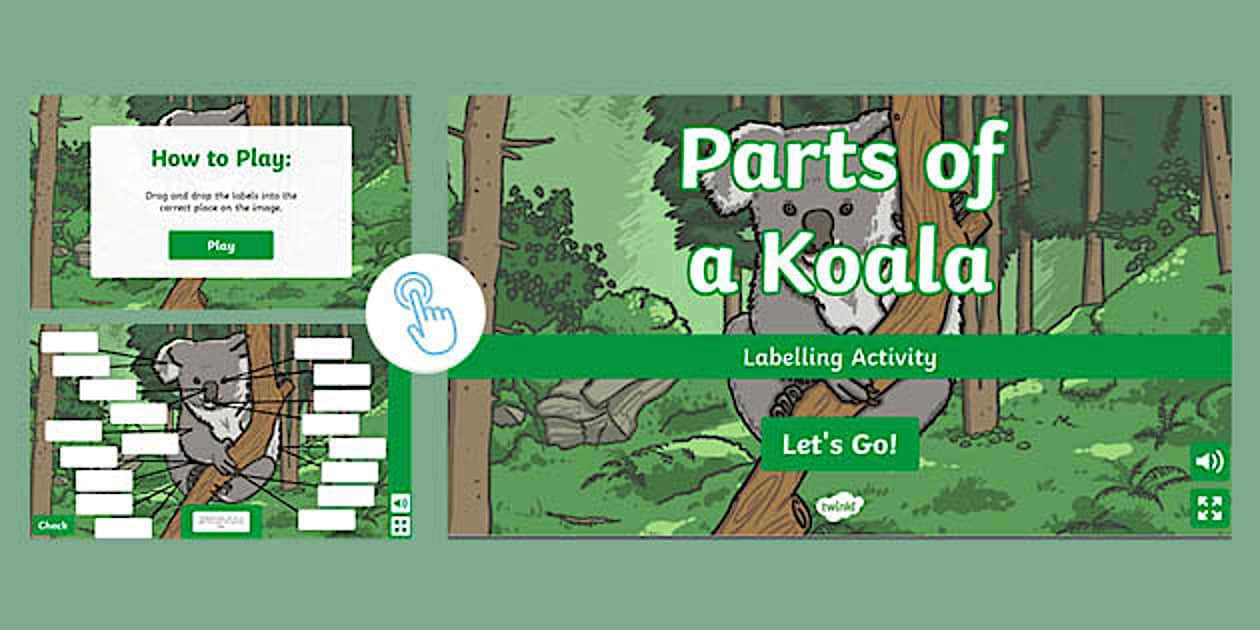 Parts of a Koala Labelling Activity (teacher made) - Twinkl