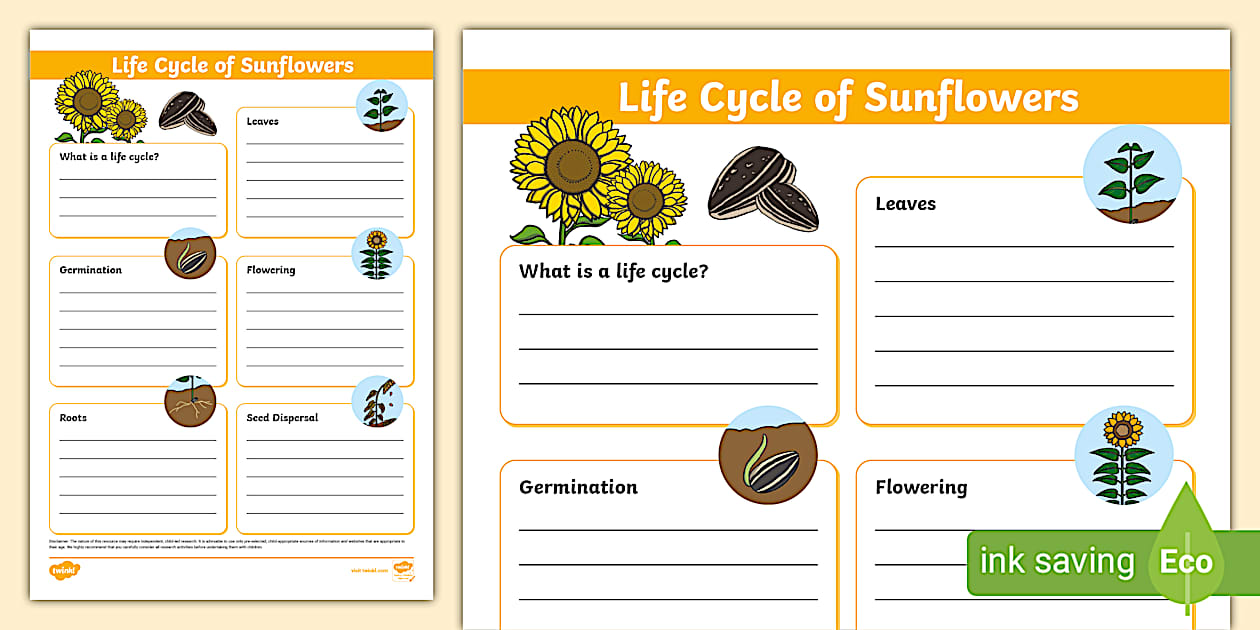 Life Cycle of Sunflowers Fact File Template - Twinkl