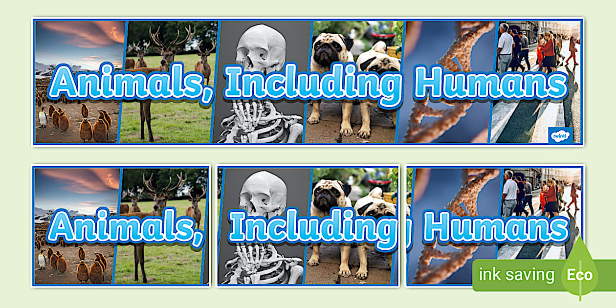 Animals, Including Humans Photo Display Banner - Twinkl