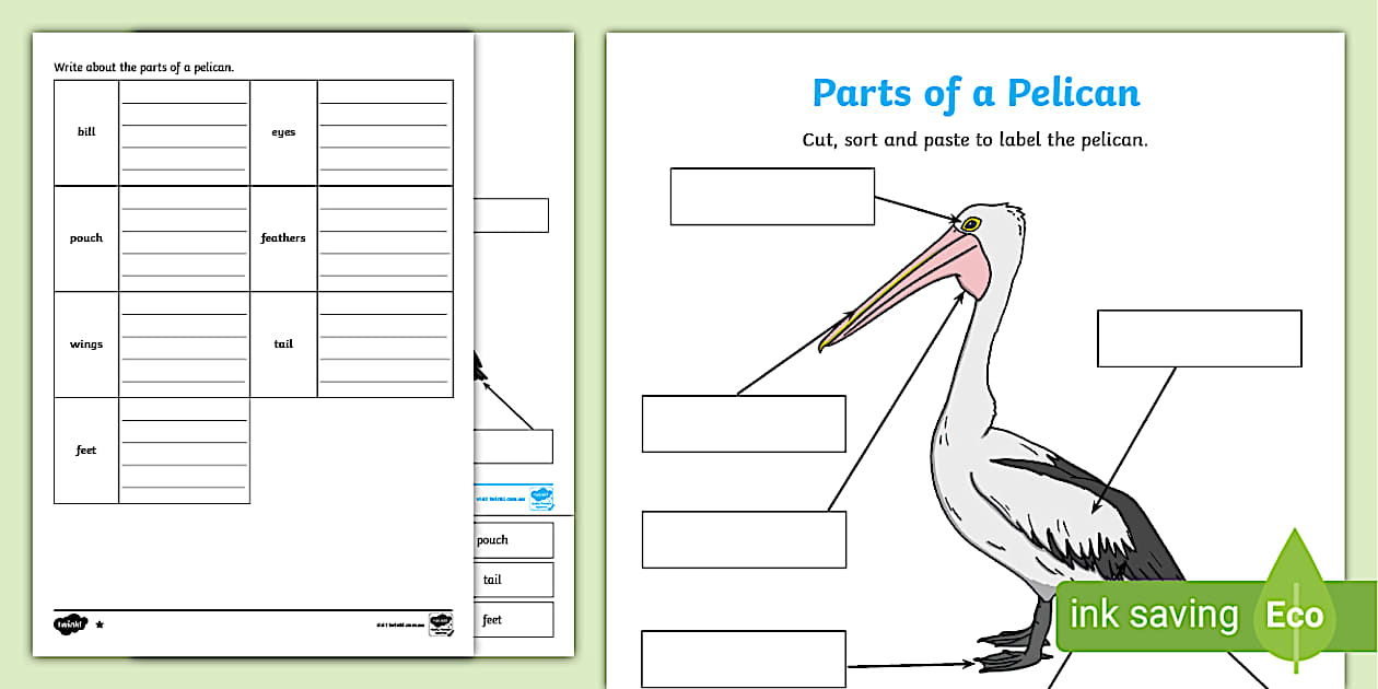 Parts of a Pelican Worksheet (teacher made) - Twinkl