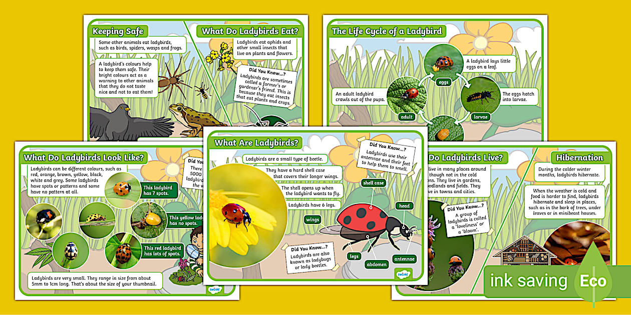 Ladybirds Fact Files | Twinkl (teacher made) - Twinkl