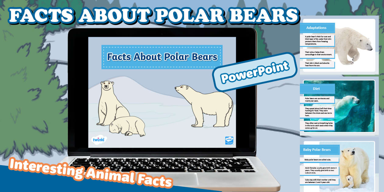 KS1 Facts About Polar Bears PowerPoint