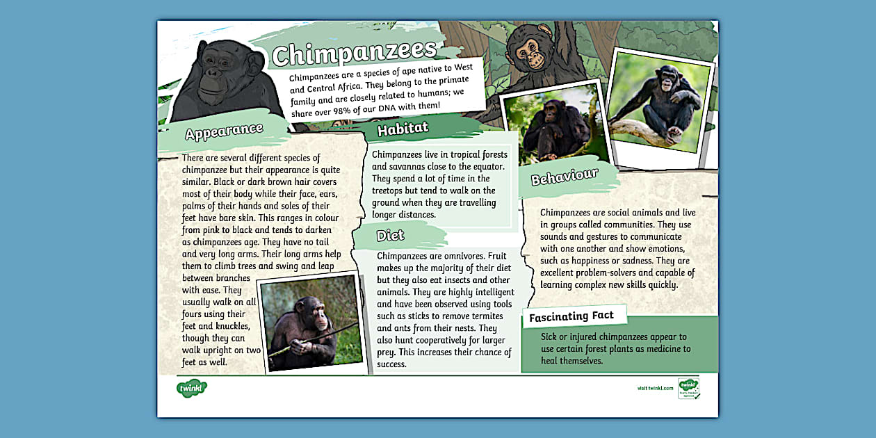 KS2 Chimpanzee Fact File (teacher made) - Twinkl
