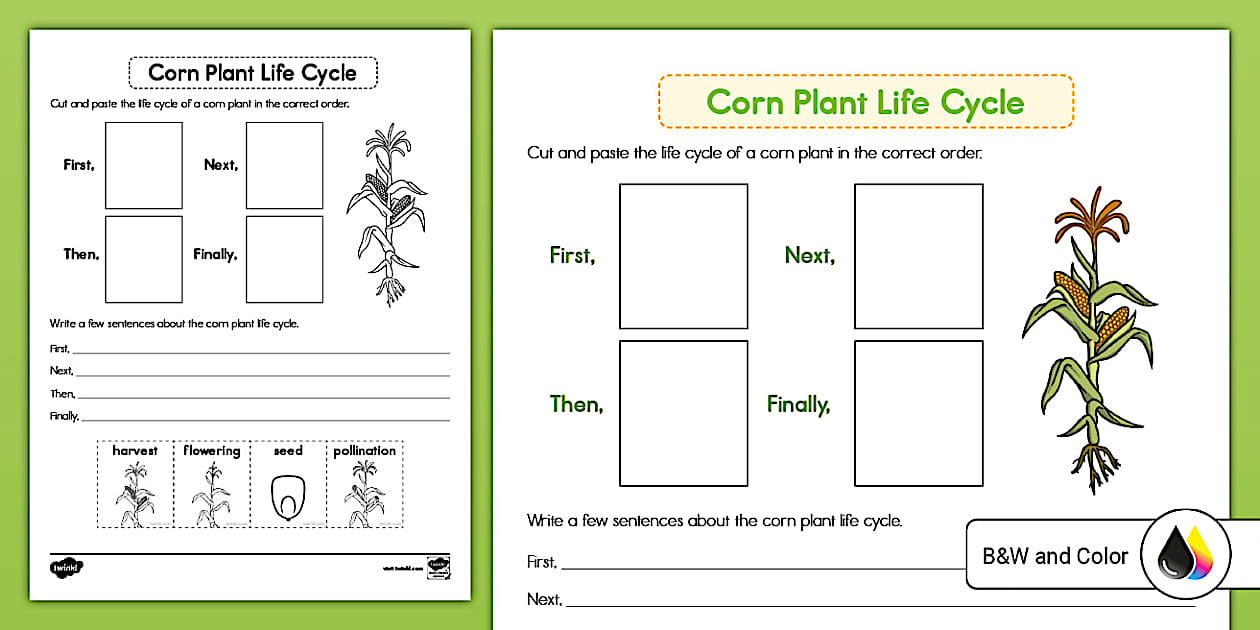 Corn Plant Life Cycle Sentence Writing Activity for K-2nd Grade
