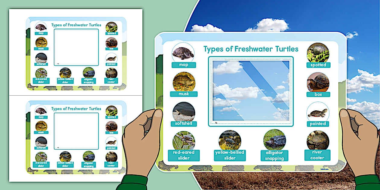 Portable Freshwater Turtle Identification Frame Viewer