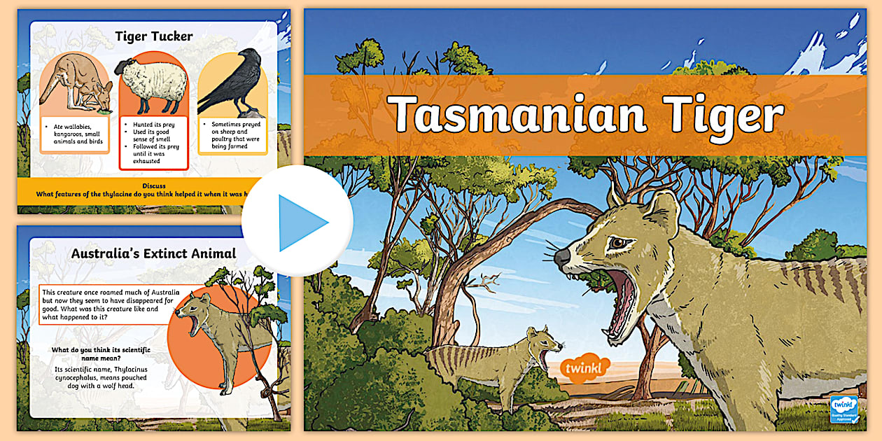 Tasmanian Tiger PowerPoint (teacher made) - Twinkl